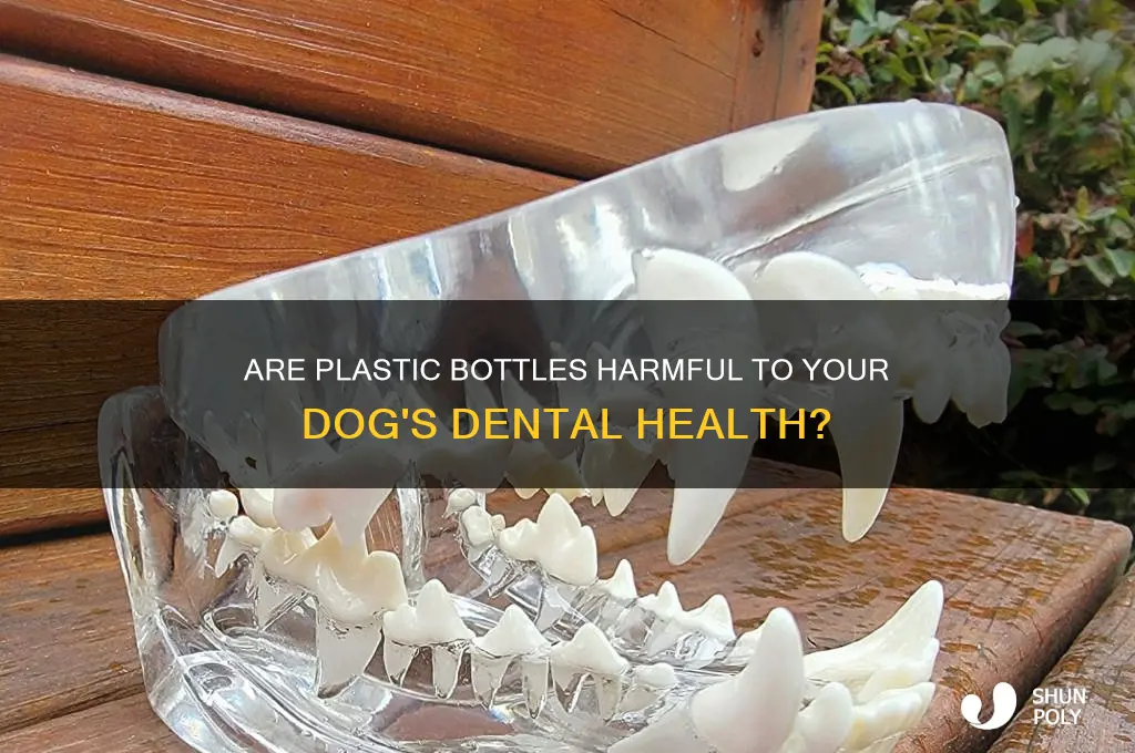 Are Plastic Bottles Harmful To Your Dog's Dental Health? | ShunPoly