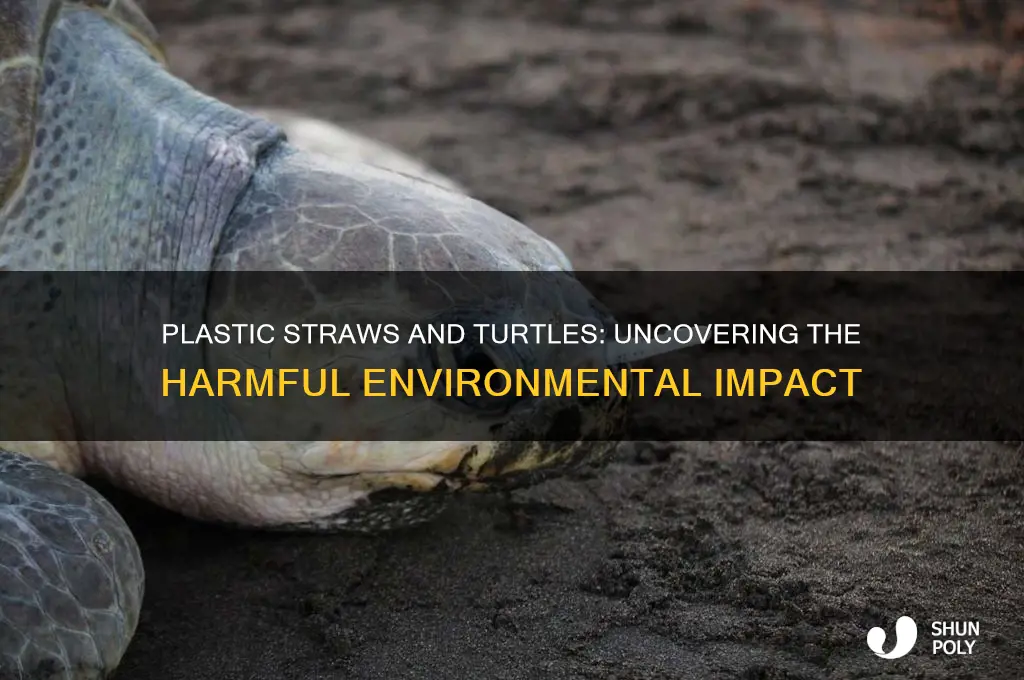 Plastic Straws And Turtles: Uncovering The Harmful Environmental Impact ...