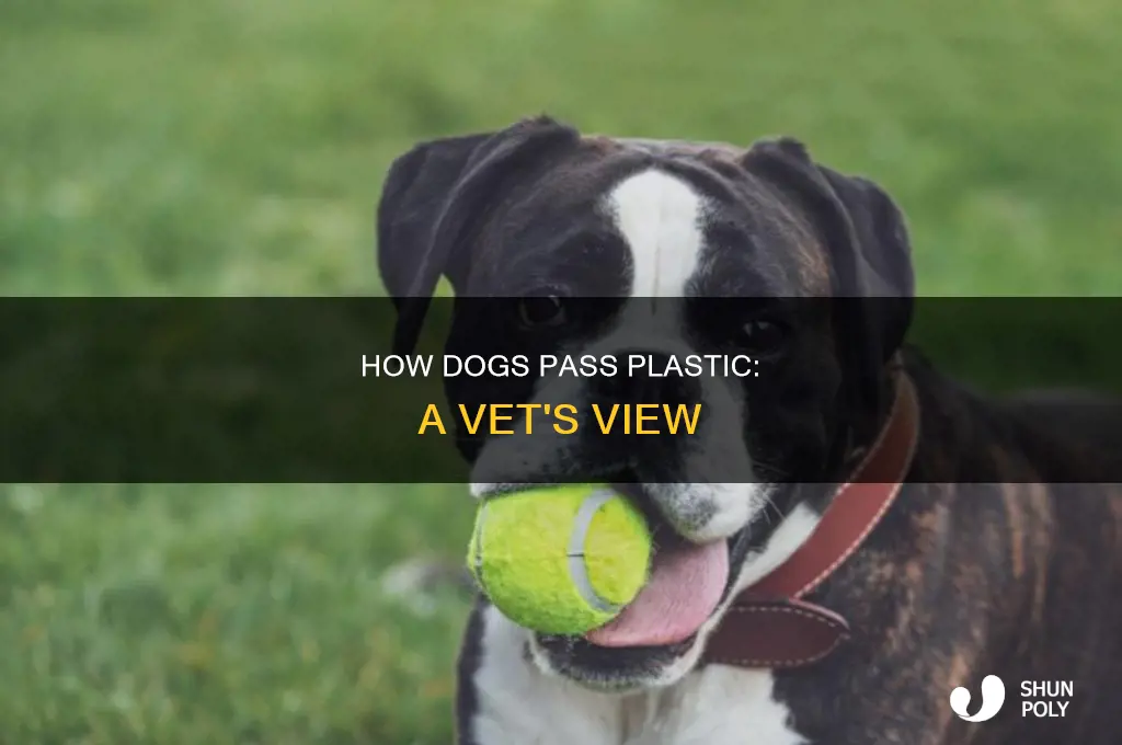 How Dogs Pass Plastic: A Vet's View | ShunPoly