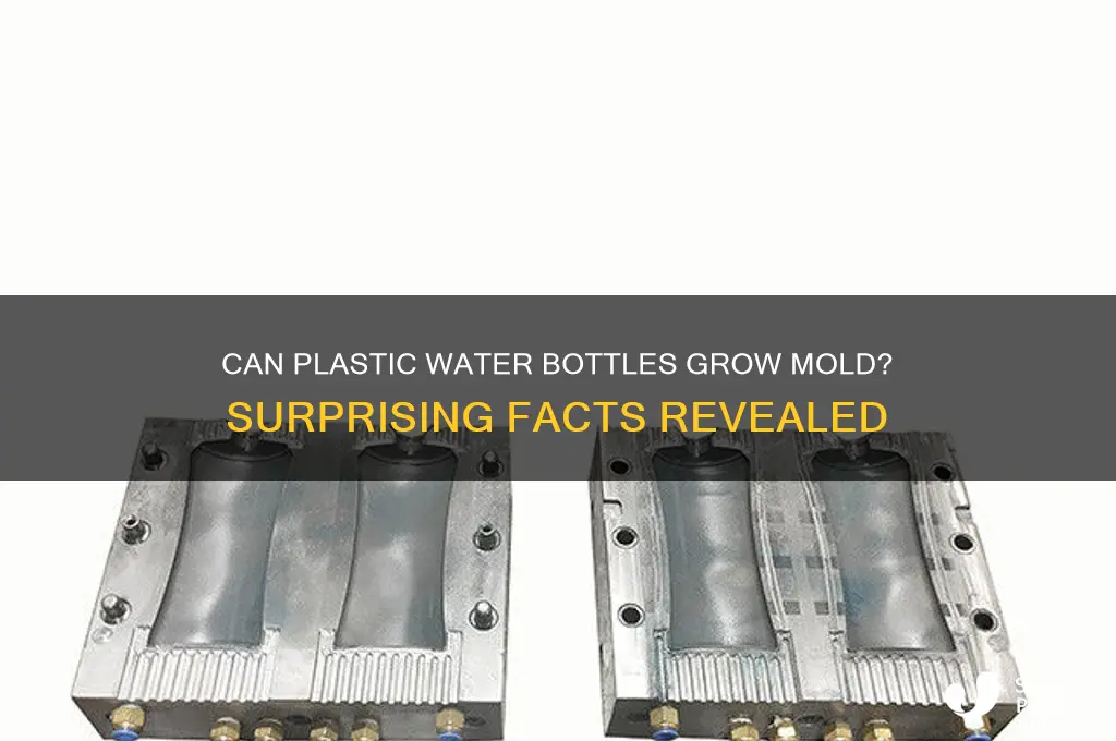 Can Plastic Water Bottles Grow Mold? Surprising Facts Revealed | ShunPoly