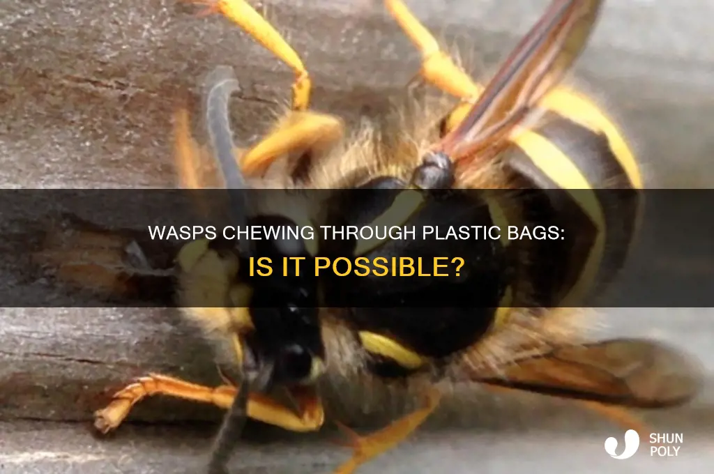 Wasps Chewing Through Plastic Bags: Is It Possible? | ShunPoly