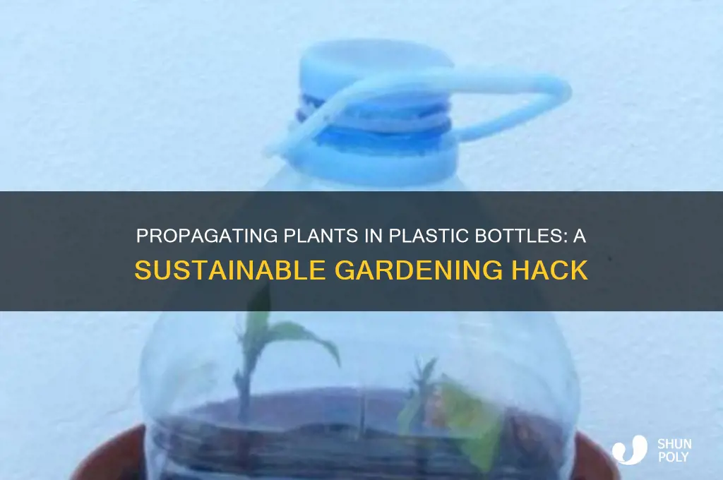 Propagating Plants In Plastic Bottles: A Sustainable Gardening Hack ...