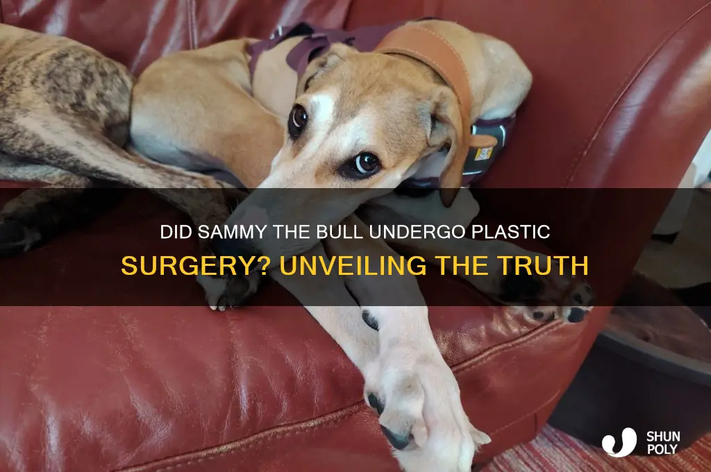 Did Sammy The Bull Undergo Plastic Surgery? Unveiling The Truth | ShunPoly