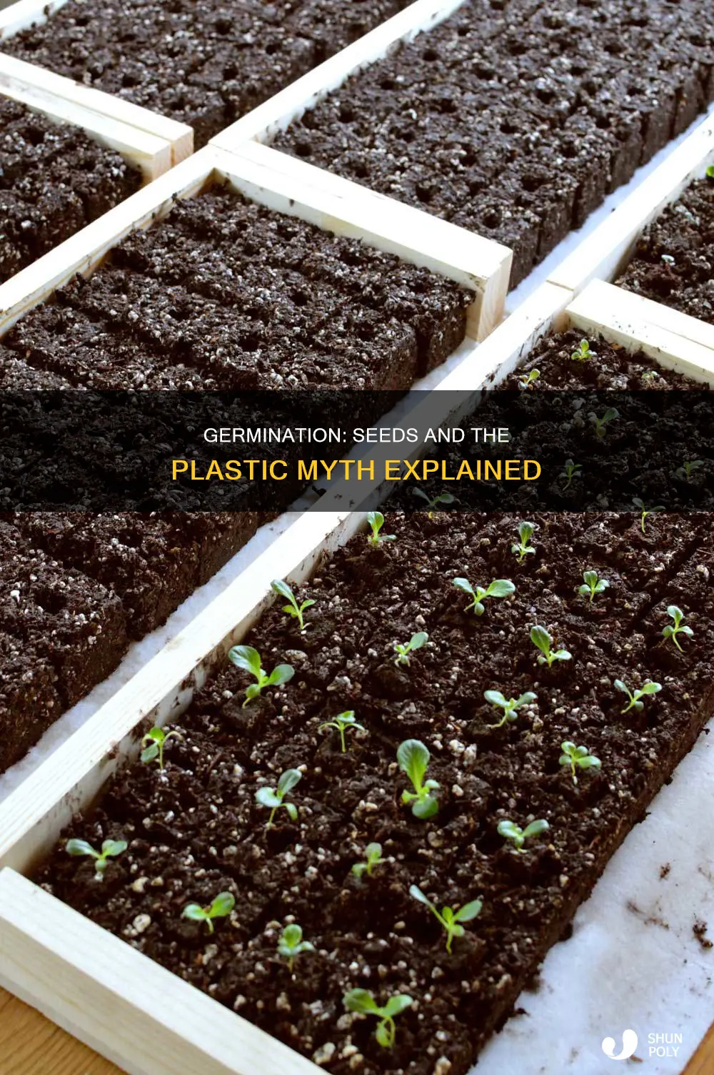 Germination: Seeds And The Plastic Myth Explained | ShunPoly