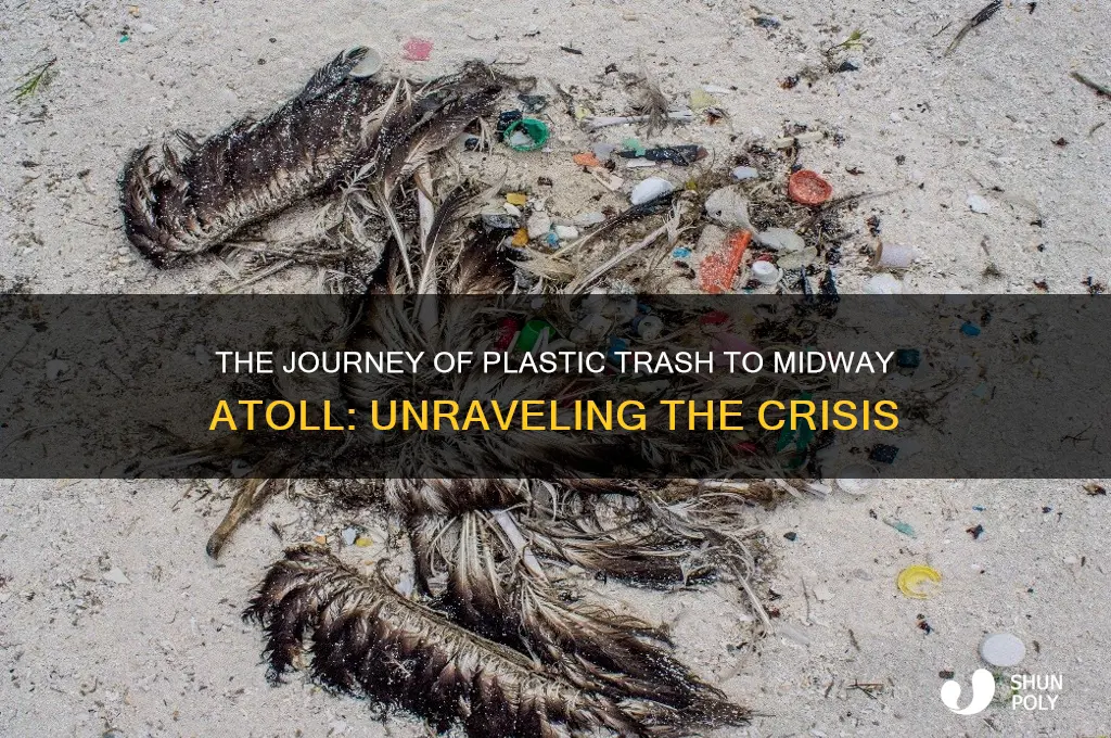The Journey Of Plastic Trash To Midway Atoll: Unraveling The Crisis ...