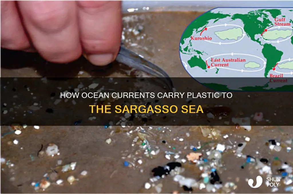 How Ocean Currents Carry Plastic To The Sargasso Sea | ShunPoly