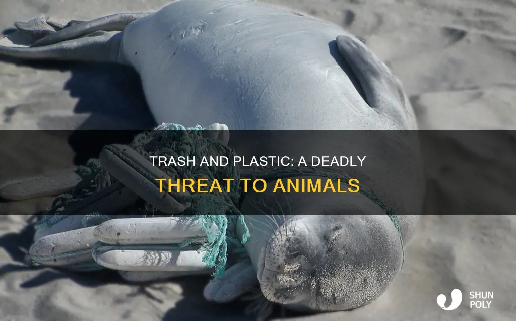 Trash And Plastic: A Deadly Threat To Animals | ShunPoly