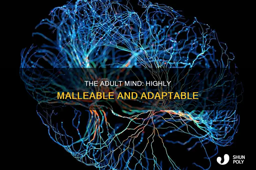 The Adult Mind: Highly Malleable And Adaptable | ShunPoly