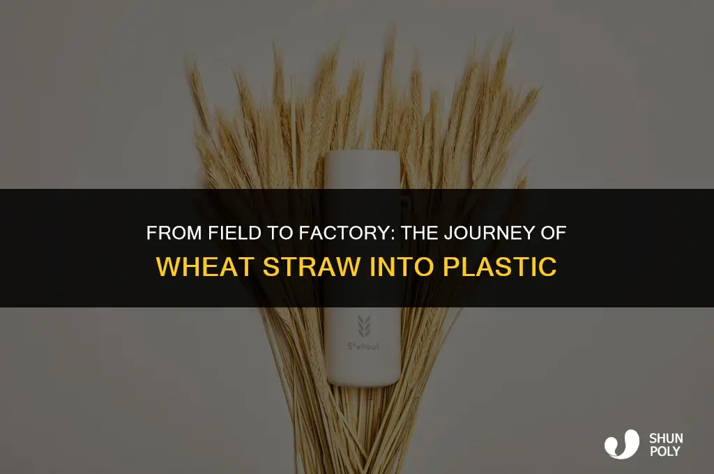 From Field To Factory: The Journey Of Wheat Straw Into Plastic | ShunPoly
