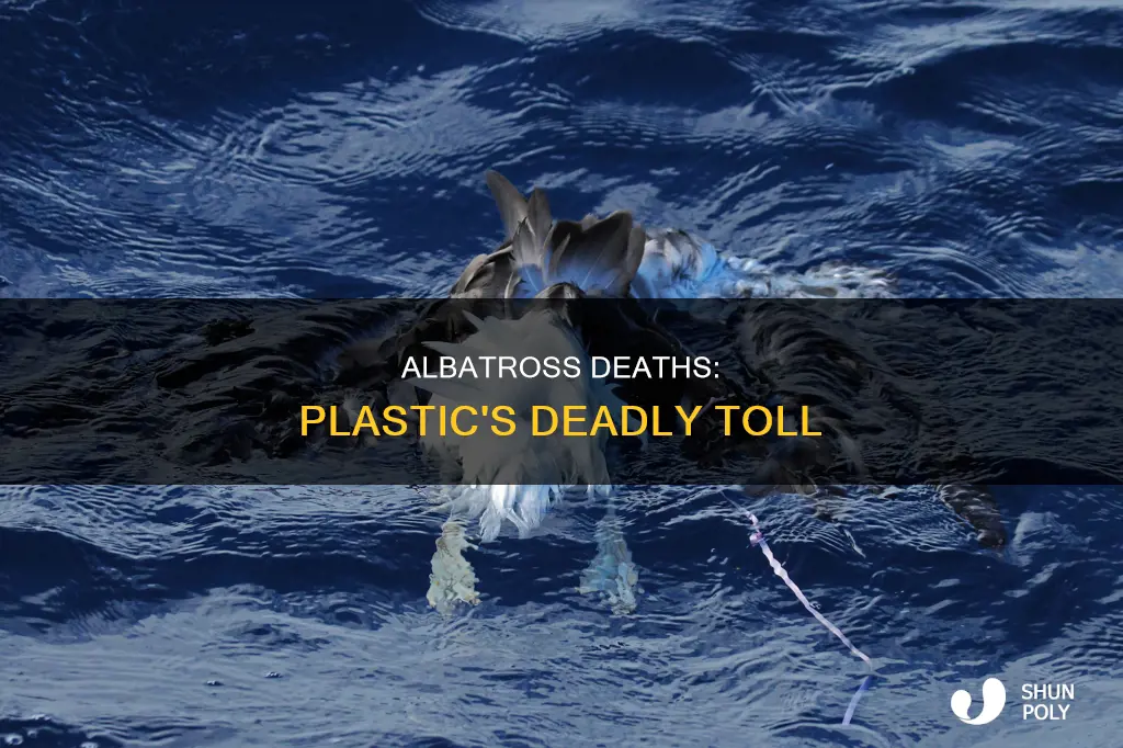 Albatross Deaths: Plastic's Deadly Toll | ShunPoly