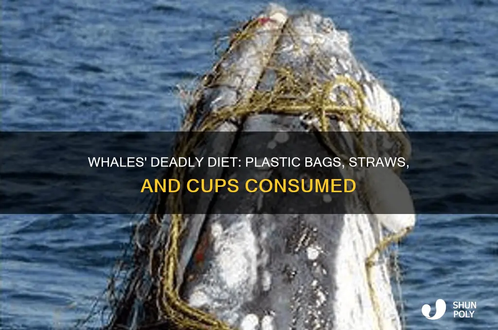 Whales' Deadly Diet: Plastic Bags, Straws, And Cups Consumed | ShunPoly