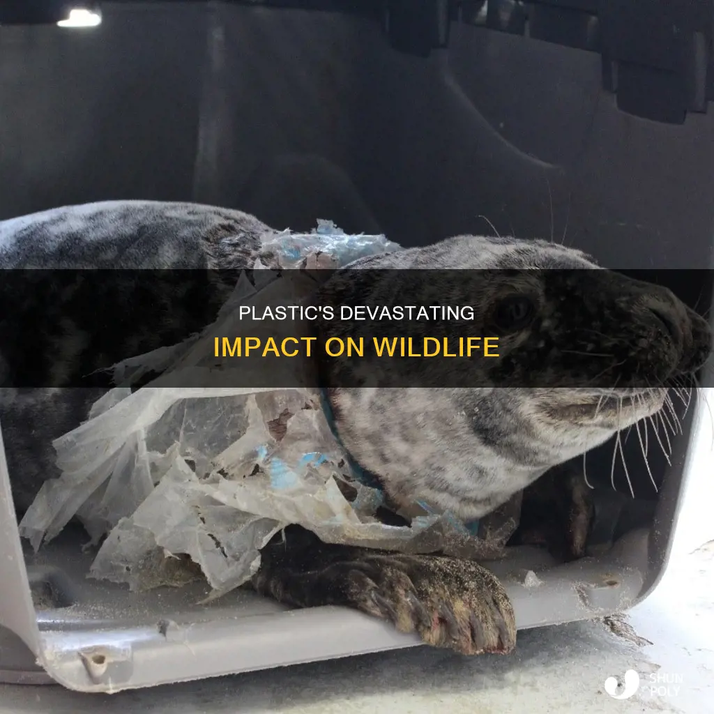 Plastic's Devastating Impact On Wildlife | ShunPoly