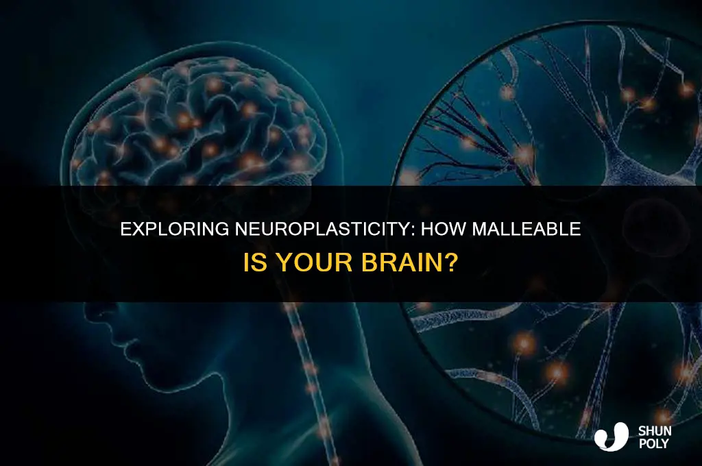 Exploring Neuroplasticity: How Malleable Is Your Brain? | ShunPoly