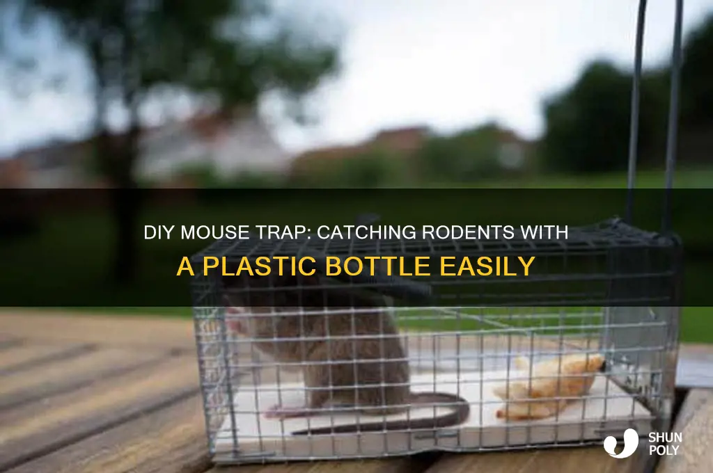 Diy Mouse Trap: Catching Rodents With A Plastic Bottle Easily | ShunPoly