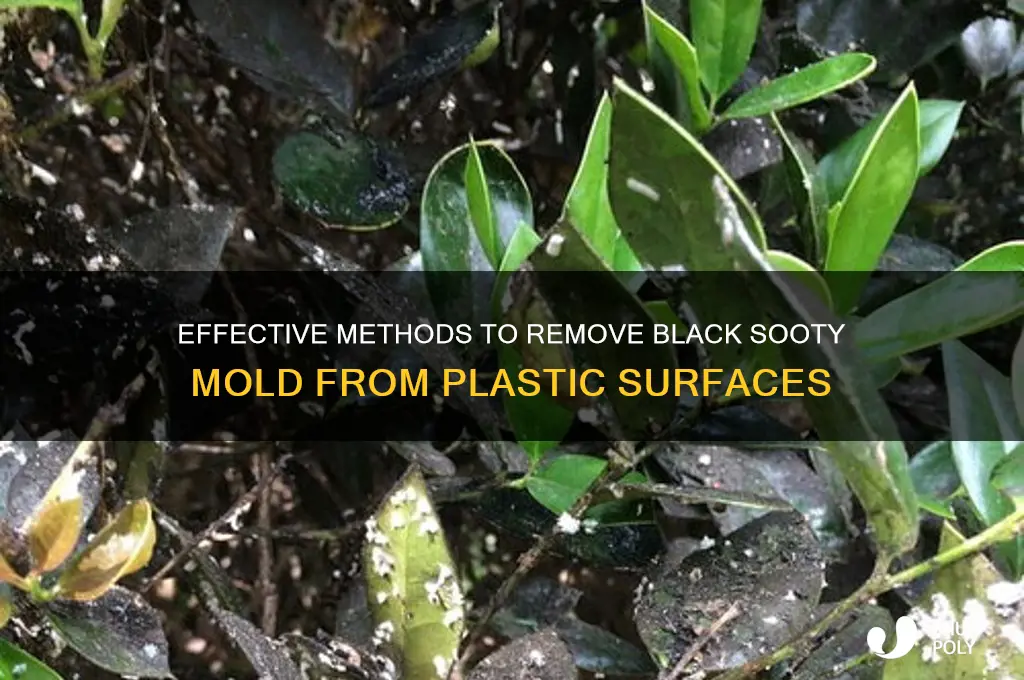 Effective Methods To Remove Black Sooty Mold From Plastic Surfaces ...