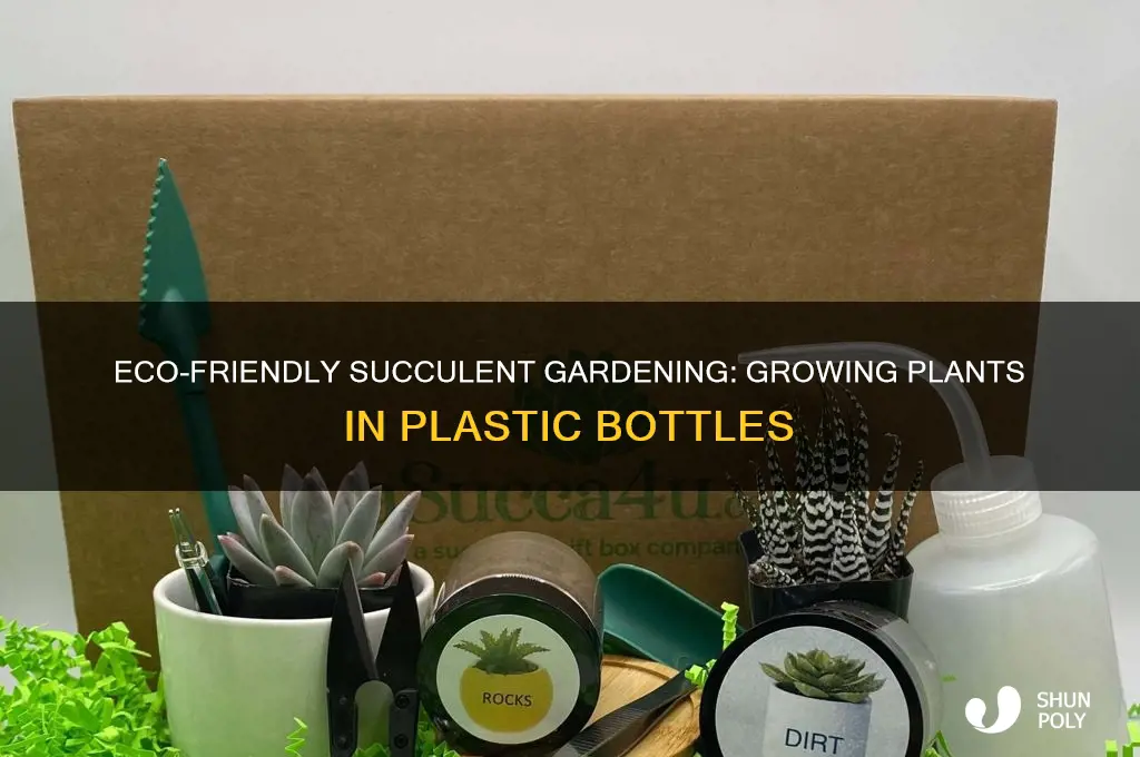 Eco-Friendly Succulent Gardening: Growing Plants In Plastic Bottles ...