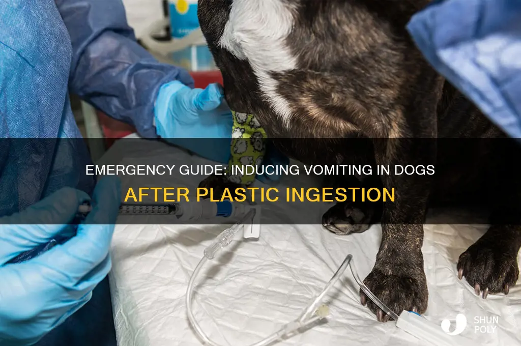Emergency Guide: Inducing Vomiting In Dogs After Plastic Ingestion ...