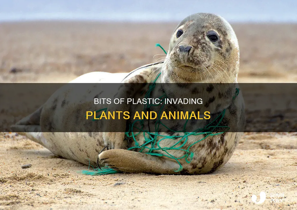Bits Of Plastic: Invading Plants And Animals | ShunPoly