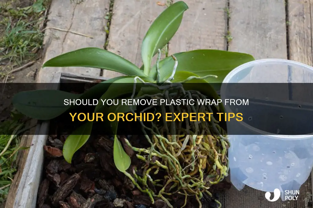 Should You Remove Plastic Wrap From Your Orchid? Expert Tips | ShunPoly