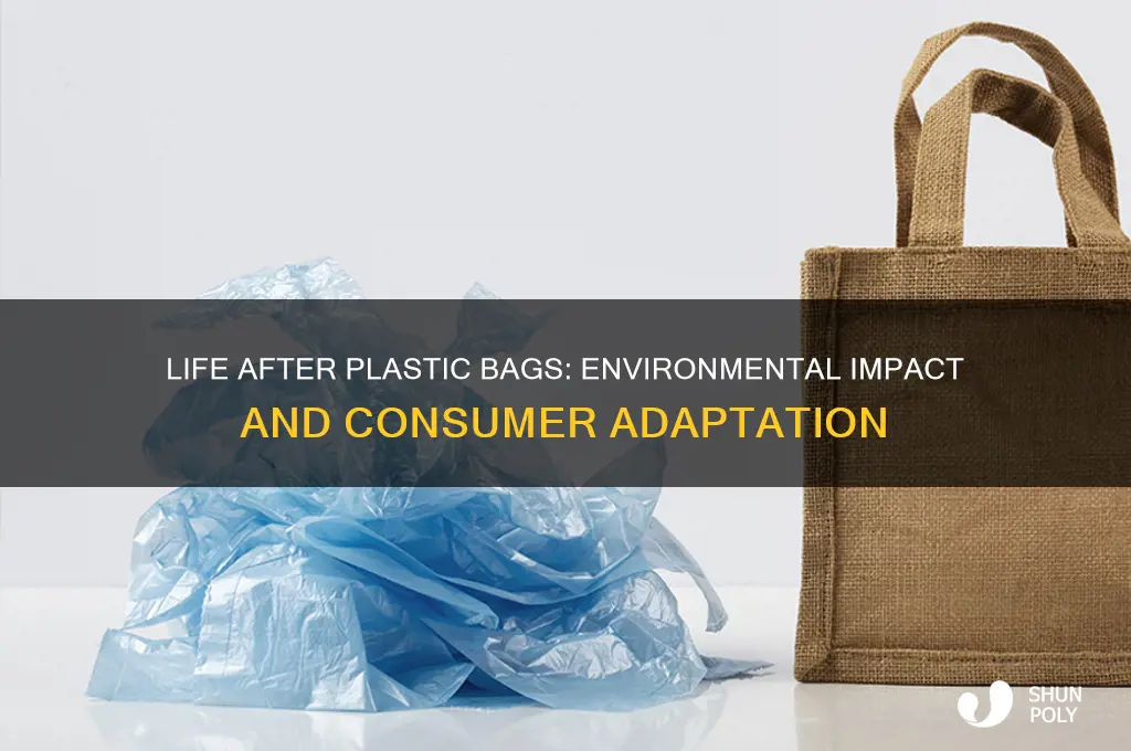 Life After Plastic Bags: Environmental Impact And Consumer Adaptation ...