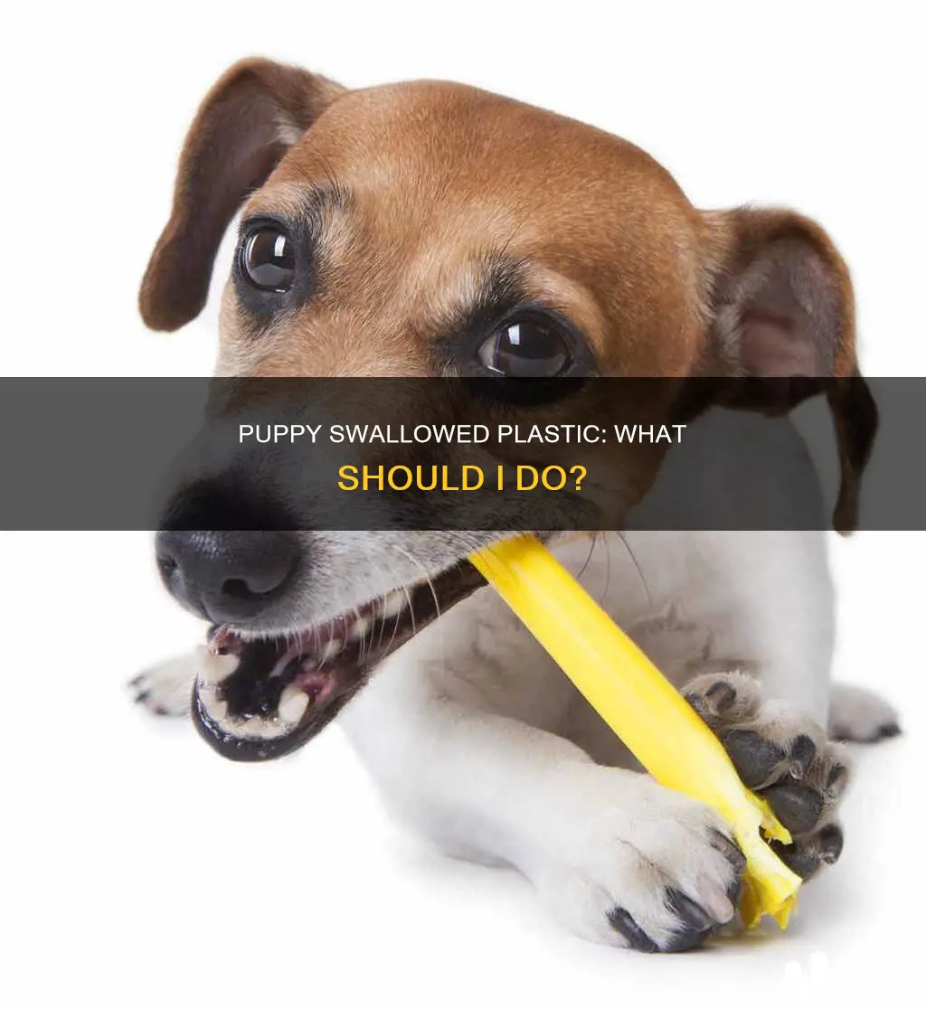 Puppy Swallowed Plastic: What Should I Do? | ShunPoly