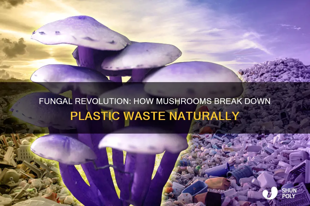 Fungal Revolution: How Mushrooms Break Down Plastic Waste Naturally ...