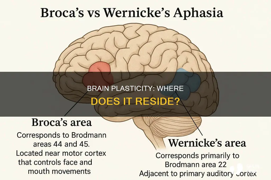 Brain Plasticity: Where Does It Reside? | ShunPoly