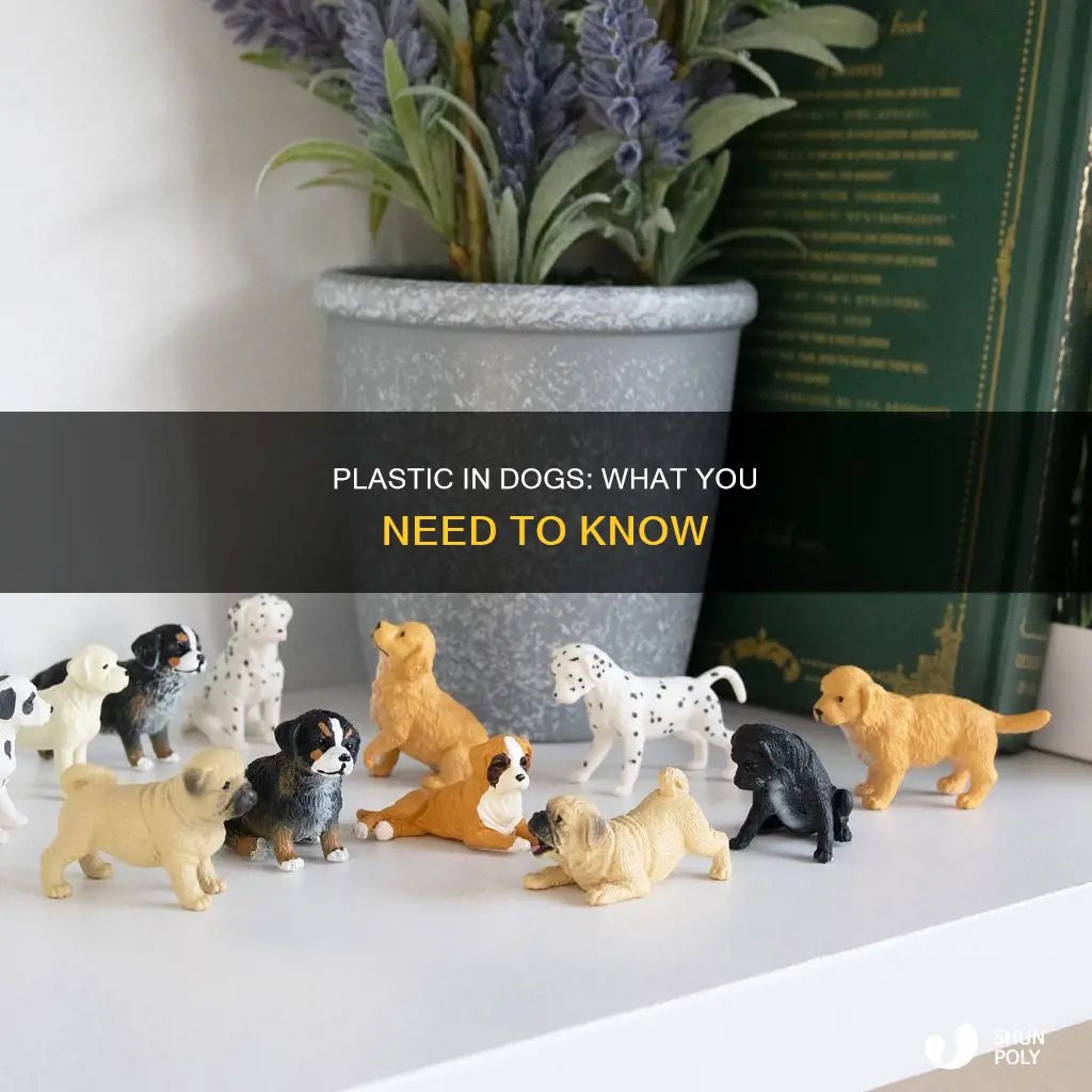 Plastic In Dogs: What You Need To Know | ShunPoly