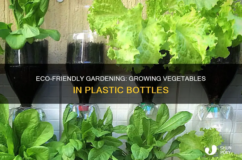 Eco-Friendly Gardening: Growing Vegetables In Plastic Bottles | ShunPoly