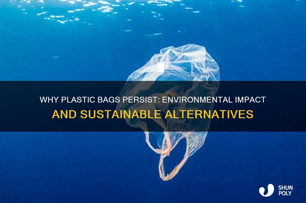 Why Plastic Bags Persist: Environmental Impact And Sustainable ...