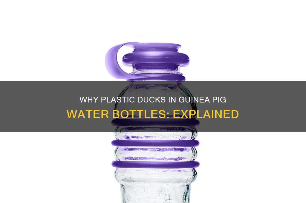 Why Plastic Ducks In Guinea Pig Water Bottles: Explained | ShunPoly