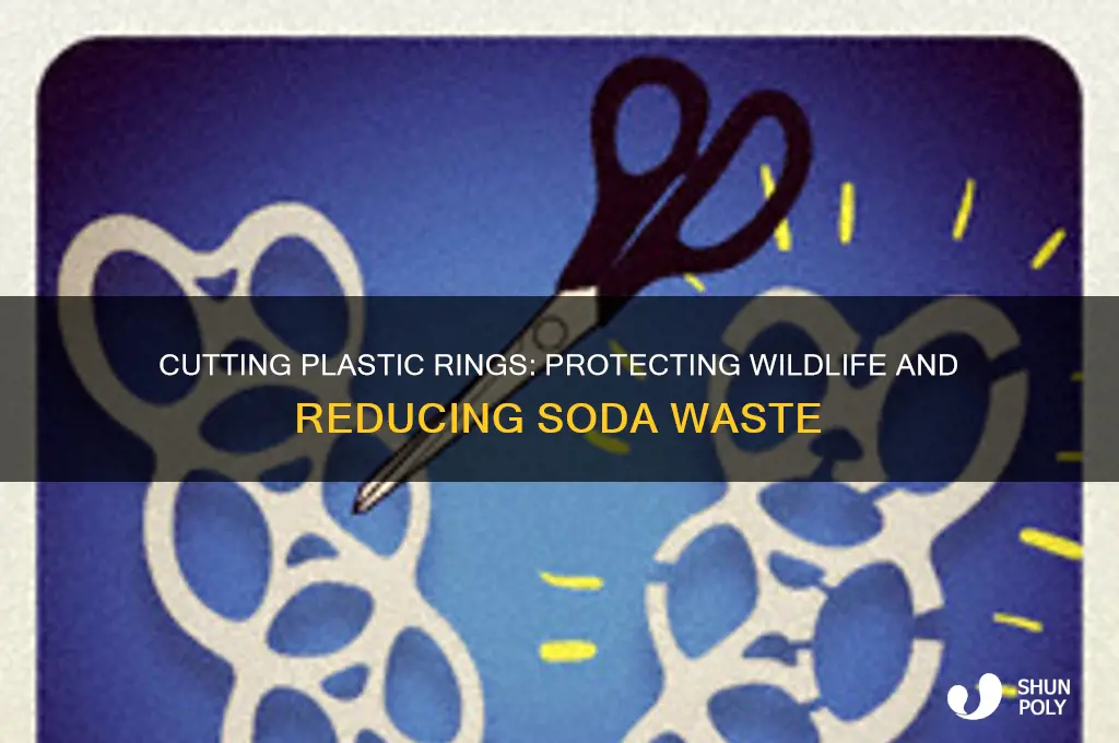 Cutting Plastic Rings: Protecting Wildlife And Reducing Soda Waste ...