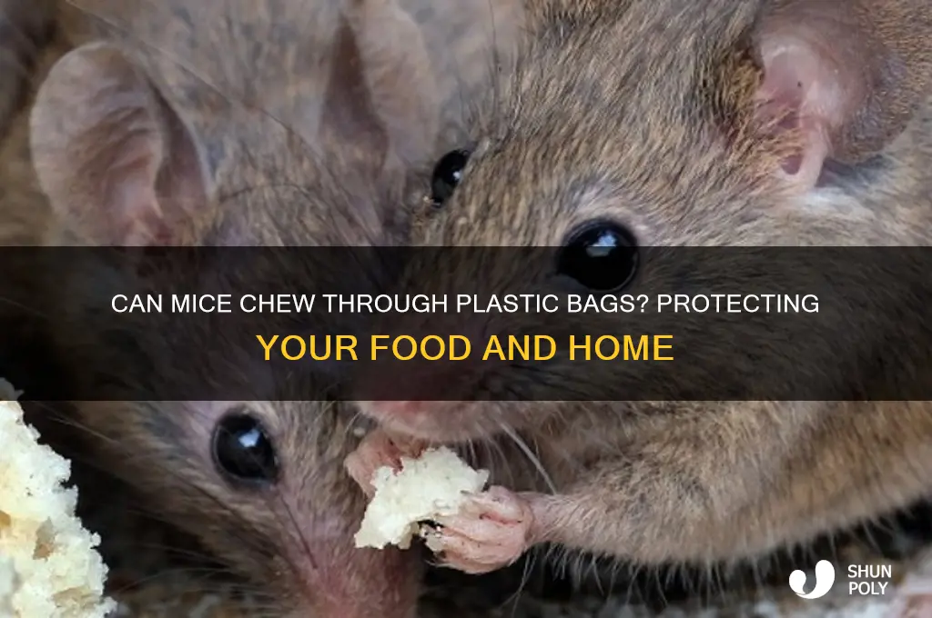 Can Mice Chew Through Plastic Bags? Protecting Your Food And Home ...